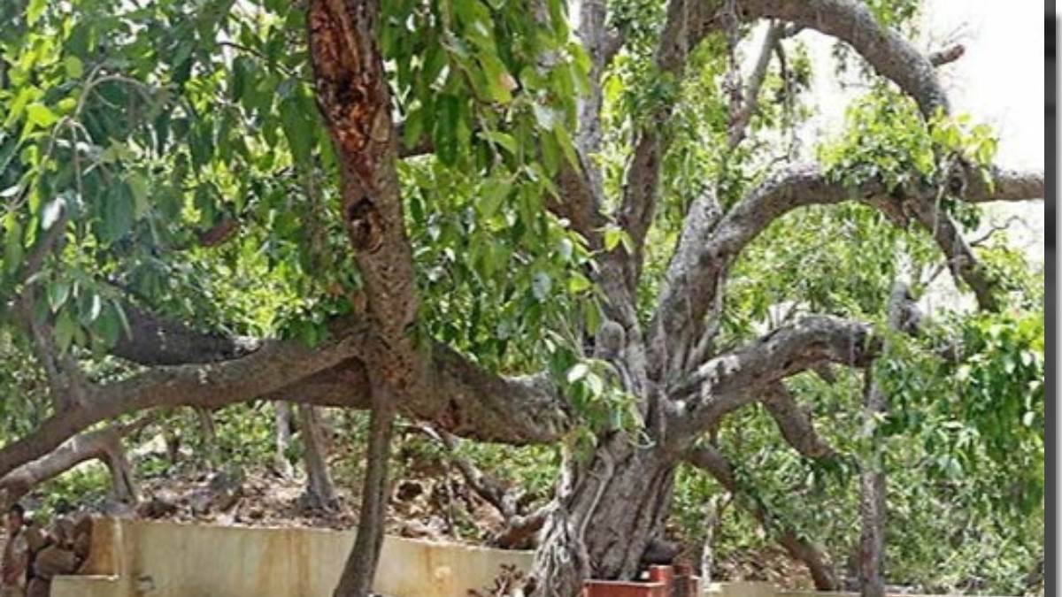 Rajasthan Temple: आमल देवी मंदिर में लगे 16 बीघा भूमि पर फैला विशालकाय ...