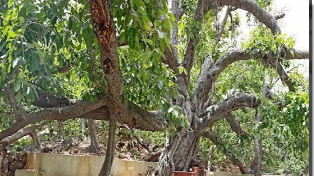 Rajasthan Temple: आमल देवी मंदिर में लगे 16 बीघा भूमि पर फैला विशालकाय ...