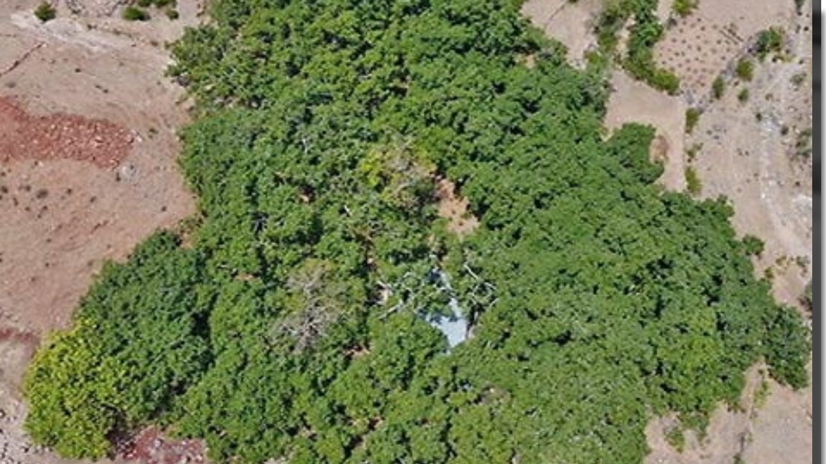 Rajasthan Temple: आमल देवी मंदिर में लगे 16 बीघा भूमि पर फैला विशालकाय ...