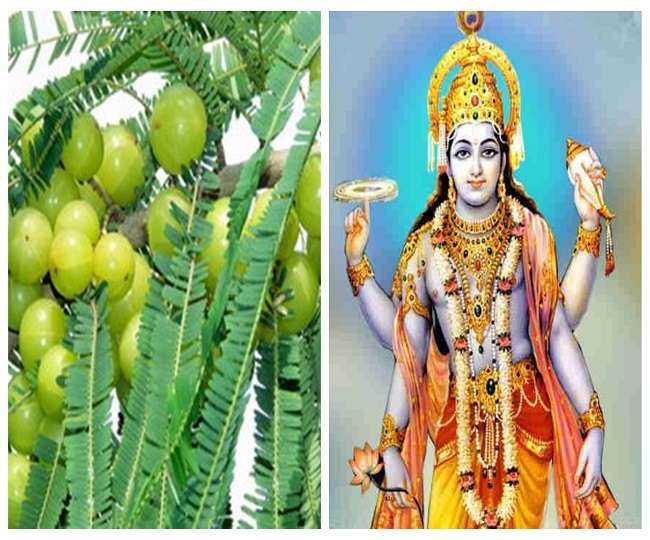 Akshay Navami 2019: अक्षय नवमी पर करें आंवले के वृक्ष का पूजन, जानें ...