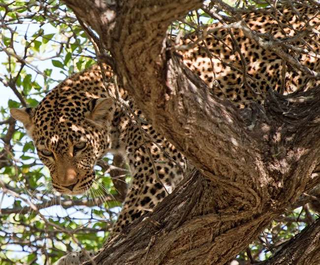 सीकर की सड़कों पर दहशत मचाने के बाद पेड़ पर चढ़ गया तेंदुआ; जानिए फिर ...