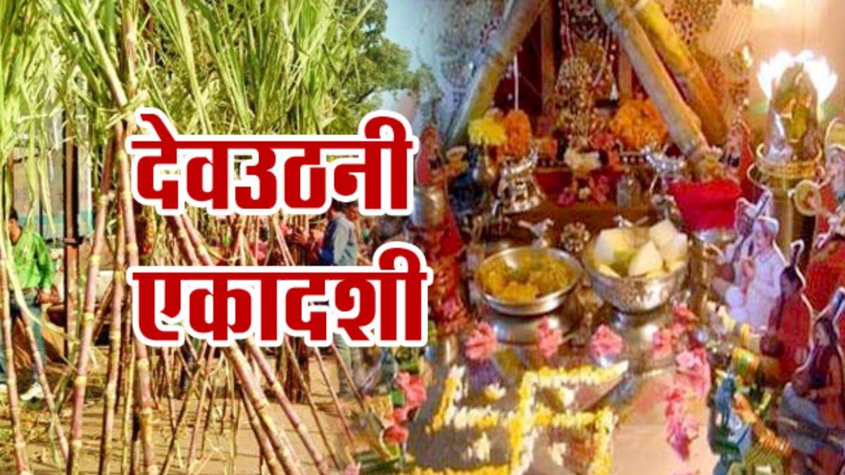 Dev Uthani Ekadashi 2022: आज गन्ने की पूजा के साथ ही होगी कटाई की ...