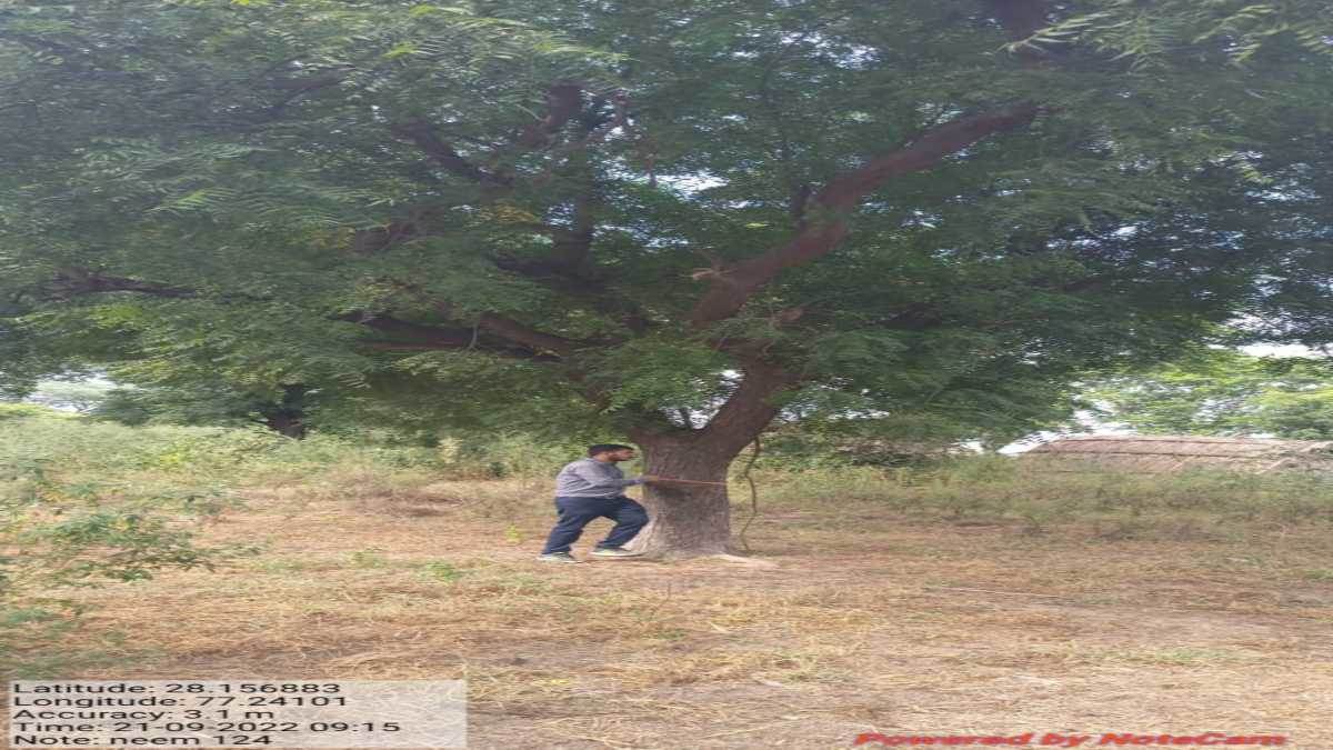 Palwal News: पलवल में कराई जा रही पेड़ों की गिनती, अब तक एक लाख पेड़ ...