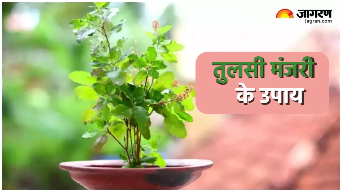 Manjari Ke Upay: घर के इन स्थानों पर रखें तुलसी की मंजरी, खुल जाएगा धन ...