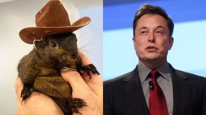 अमेरिका में गिलहरी की मौत पर मचा बवाल, बाइडन पर क्यों भड़के Elon Musk ...