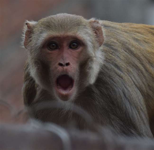 बनारस शहर में बंदरों के झुंड की अराजकता चरम पर, नुकसान के साथ जान का भी ...