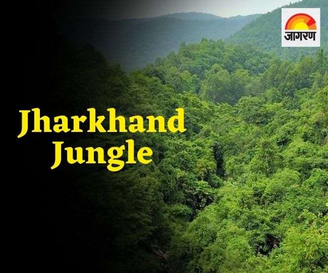 Jharkhand Jungle : शुद्ध पर्यावरण ही नहीं, रोजी-रोजगार भी देंगे झारखंड ...