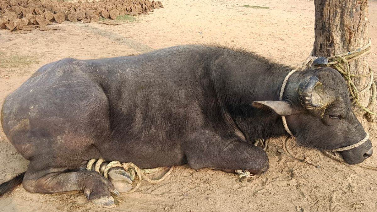 Saran News: रिविलगंज में भैंसा का आतंक, सीने पर हमला कर ली बुजुर्ग की ...