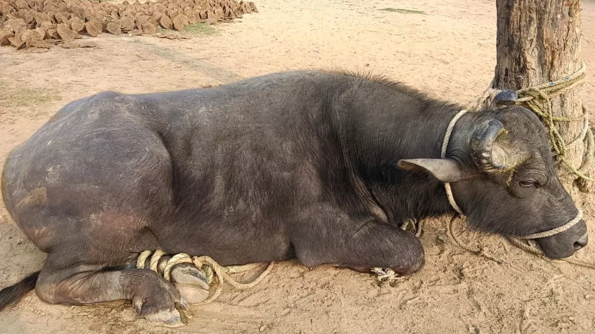 Saran News: रिविलगंज में भैंसा का आतंक, सीने पर हमला कर ली बुजुर्ग की ...