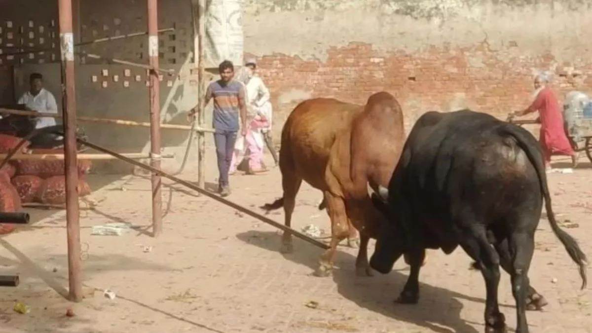 Bull Attack : सांड ने किसानों पर किया हमला, भागकर बचानी पड़ी जान- आवारा ...