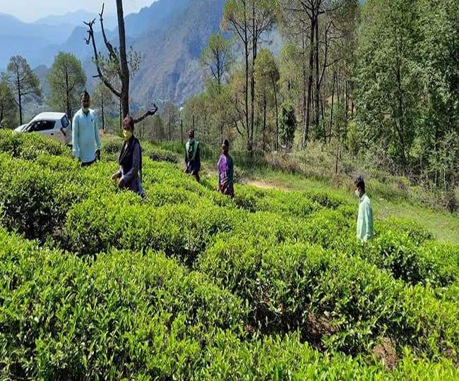 IIT Roorkee की 175वीं वर्षगांठ पर बेरीनाग की चाय को मिला प्रथम स्थान ...