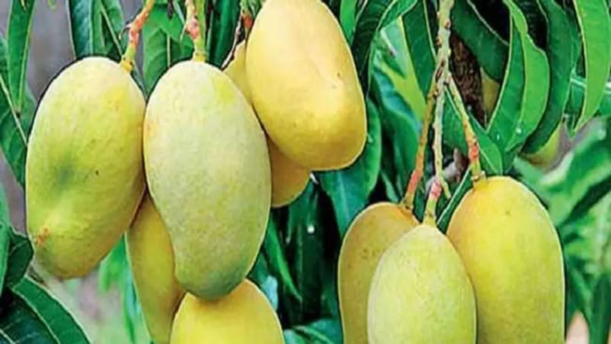 बनारसी लंगड़ा आम व वाराणसी के देसी पान को मिला जीआई टैग, 25,500 करोड़ से अधिक का सालाना कारोबार ...