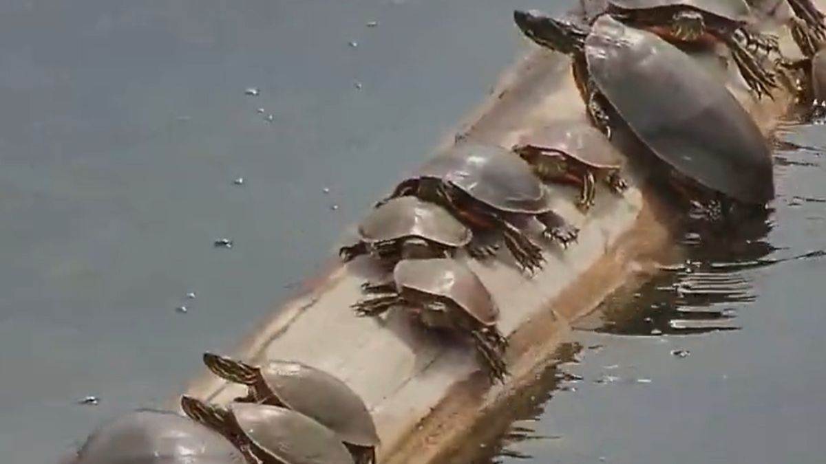 Viral Video: पानी के ऊपर झूलते हुए कछुओं ने बनाया बैलेंस, वीडियो देख ...