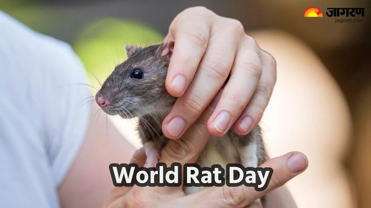 World Rat Day: जानें चूहों से जुड़ी कुछ मजेदार बातें और इस दिन को मनाने ...