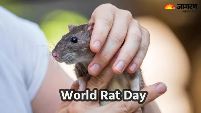World Rat Day: जानें चूहों से जुड़ी कुछ मजेदार बातें और इस दिन को मनाने ...