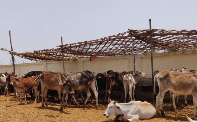 गर्मी से बिगड़ रही गोवंश की हालत, तीन की मौत