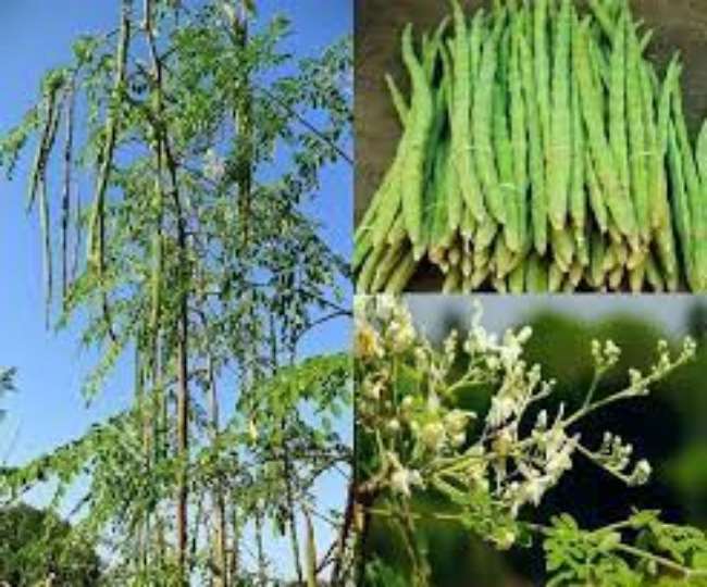 सहजन की जड़ से लेकर पत्तियों तक में अदभुत औषधीय गुण, मालामाल होंगे ...