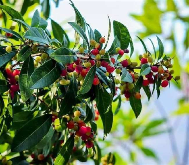 पहाड़ के फलों का राजा काफल आया बाजार में, जानिए इसके फायदे ...