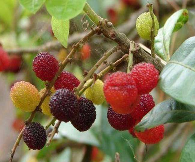 पहाड़ के फलों का राजा काफल आया बाजार में, जानिए इसके फायदे ...