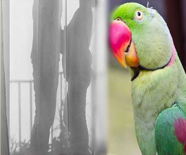 पाकिस्तान में पिंजरे से उड़ गया तोता तो मालकिन ने काम करने वाली बच्ची ...