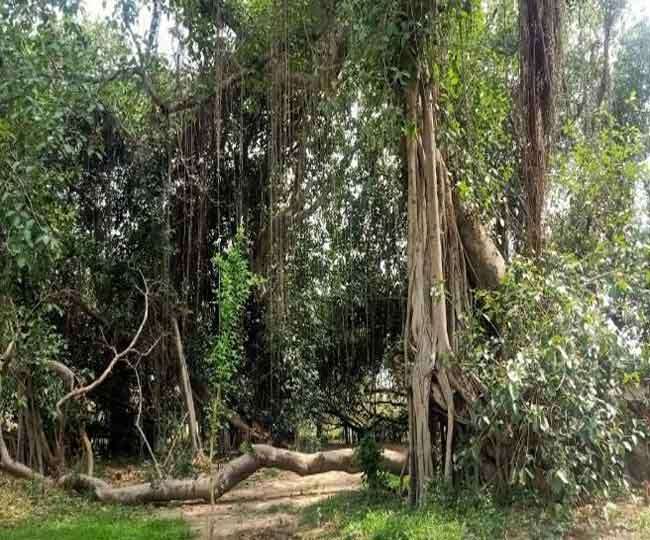 साढ़े तीन एकड़ में फैला है यह पेड़, पंजाब के गांव में है 300 साल पुराना ...