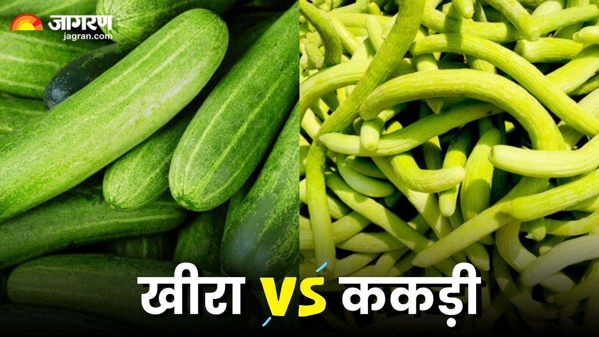 Kheera vs Kakdi: खीरा खाएं या ककड़ी, गर्मियों में सेहत के लिए क्या है ...