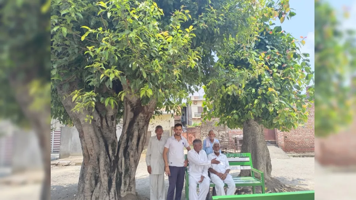 रिश्‍तों के पेड़, सुकून दे रहा वर्षों पुराना ये पेड़, यामीन के लगाए ...