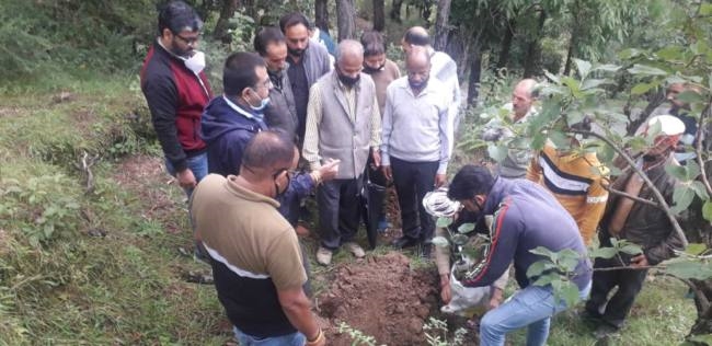 कथलग वार्ड में रोपे देवदार के 150 पौधे - 150 devdar plant plantation in ...