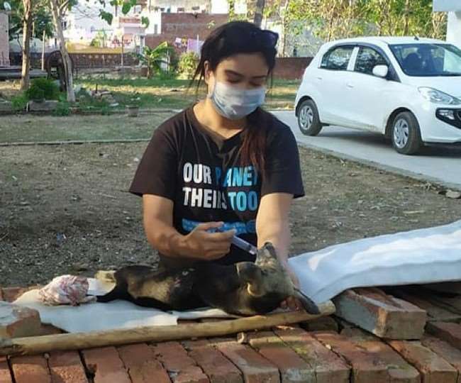 राष्ट्रीय पशु दिवस: इंजीनियर की नौकरी छोड़ी, बेजुबानों की बचा रहे जान ...