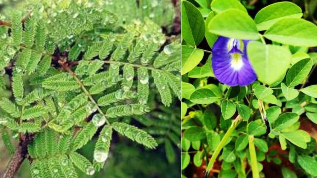 Dussehra 2022: दशहरा पर करें इन दो पौधों की पूजा, शत्रु पर होगी विजय ...