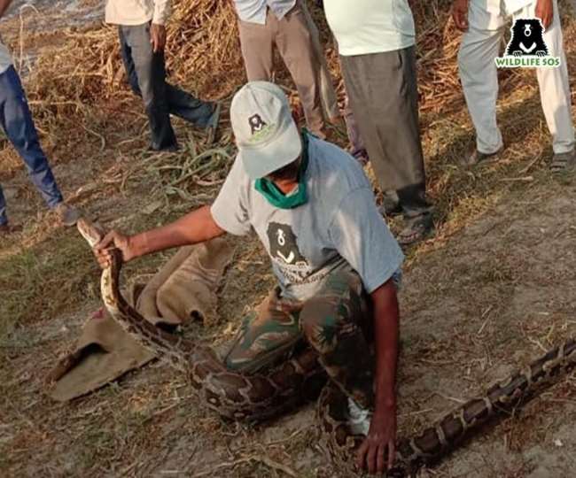 Python Rescued 11 फीट लंबा अजगर और पांच फीट का सांप देखने वालों की भी ...