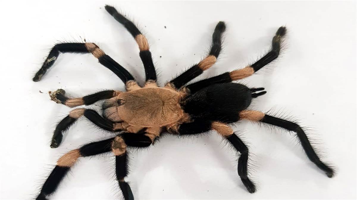 Pauri News: कोटद्वार में दिखी विलुप्त प्रजाति की हिमालयन अर्थ टाइगर ...