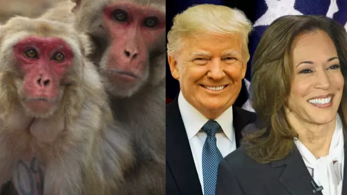 बंदर बताएंगे कौन जीतेगा अमेरिका का राष्ट्रपति चुनाव! पढ़ सकते हैं ...