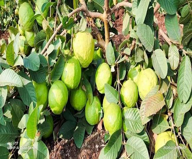 गन्ने की मिठास को भी फीका कर रहा श्वेता अमरूद, जानिए क्‍या है इस फल की ...