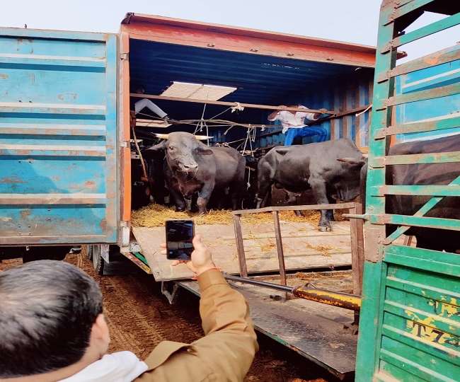 Lucknow Cow Smuggling : लखनऊ में पांच थानों की पुलिस को चकमा देकर भागे ...