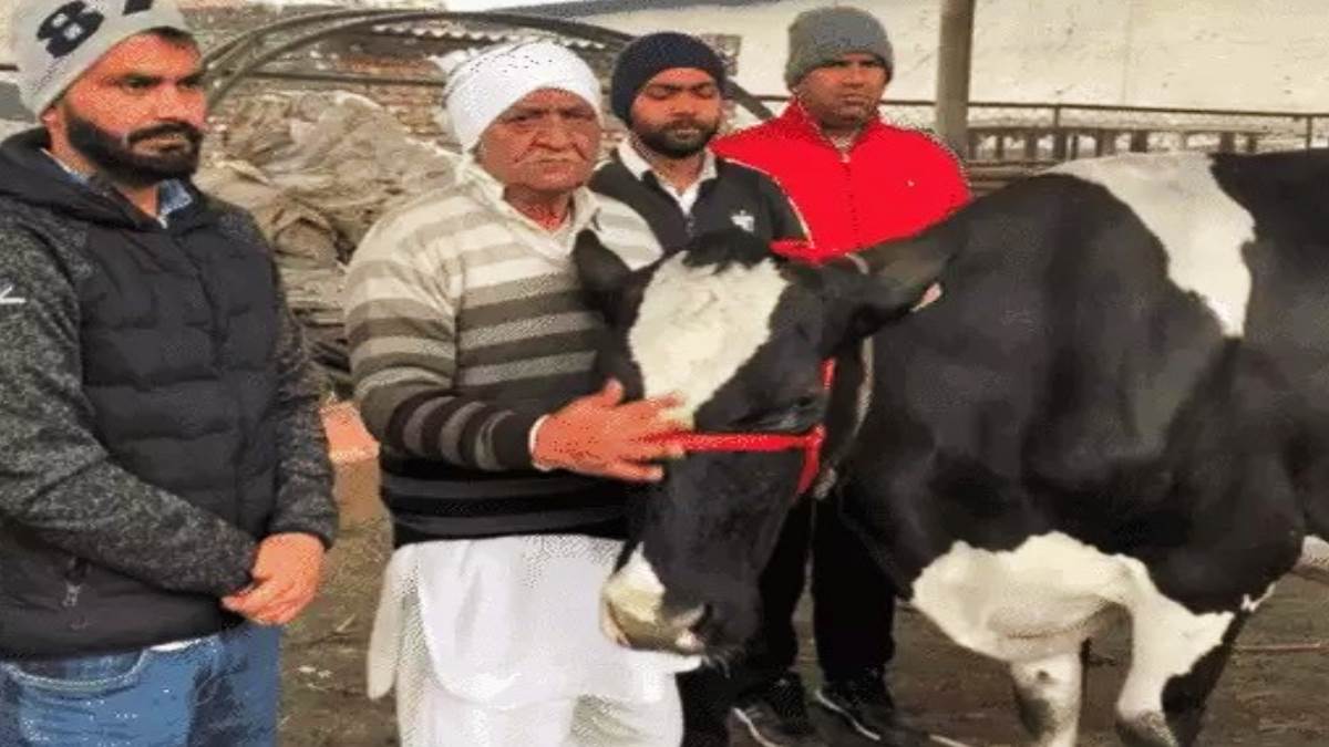 'शकीरा' ने 24 घंटे में दिया 81 लीटर दूध, एशिया में बनाया नया रिकॉर्ड ...