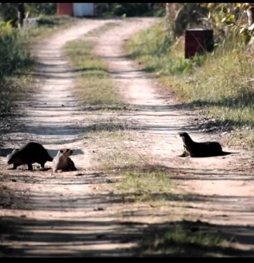 पीटीआर में बढ़ा ऊदबिलाव का कुनबा - पीटीआर में बढ़ा ऊदबिलाव का कुनबा ...