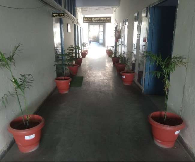सिरसा में नजर आएगी हरियाली, सरकारी विभागों के कार्यालयों लगाए गए गमले ...