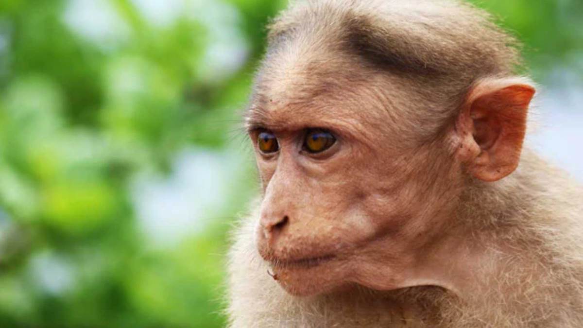 Telangana: 70 साल की बुजुर्ग महिला पर बंदरों ने किया था हमला, इलाज के ...