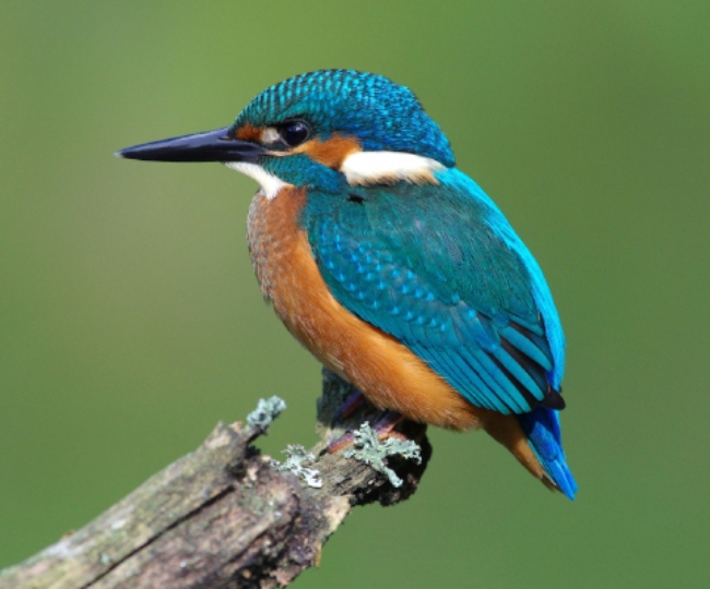 Neelkanth Bird: क्या आपको भी दिखाई देता है नीलकंठ पक्षी, तो जीवन में ...