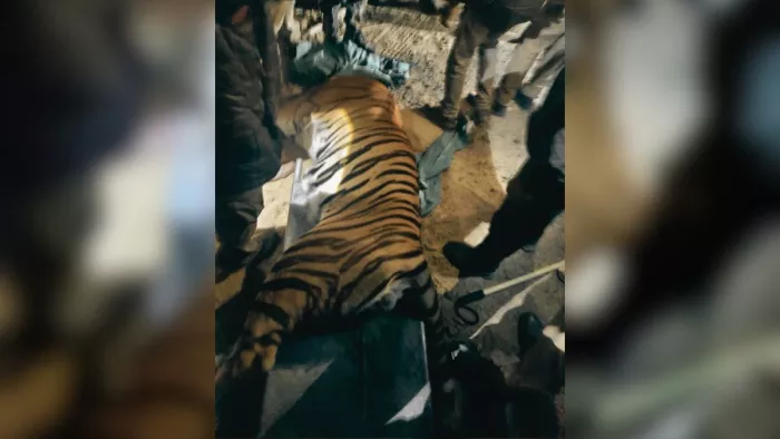 लखनऊ में 90 दिनों बाद पकड़ा गया खूंखार बाघ: वनकर्मियों ने किया ...