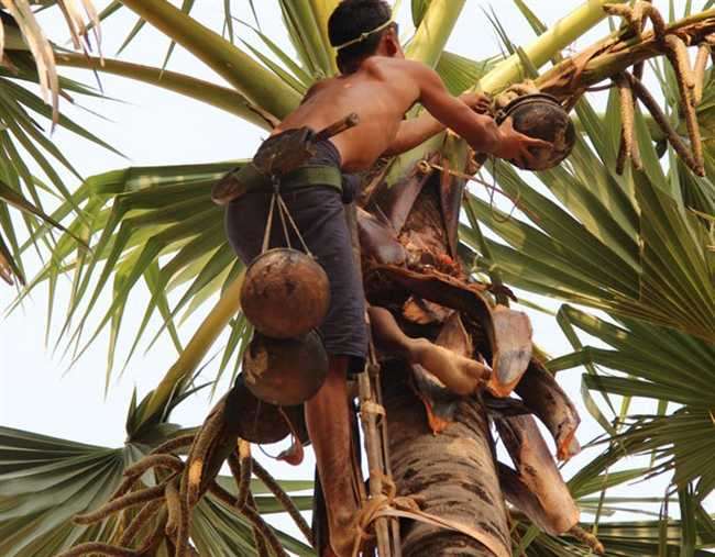 ताड़ी का सीजन शुरू होते ही हुआ पहला हादसा, मऊ में ताड़ के पेड़ से हाथ ...