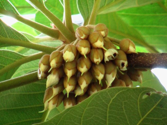 च्यूरा वृक्ष में है पहाड़ की बेरोजगारी को दूर करने की क्षमता