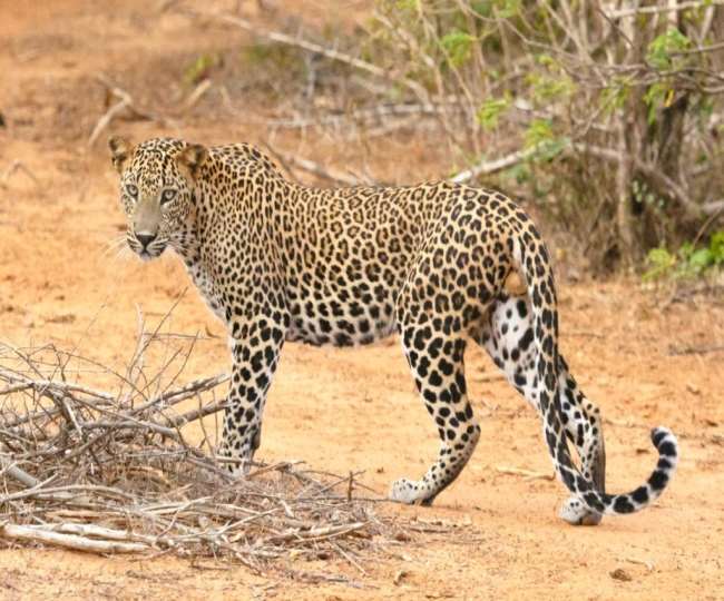 Leopard Counting: चंबल के जंगलों में तेजी से बढ़ रहा तेंदुओं का कुनबा ...