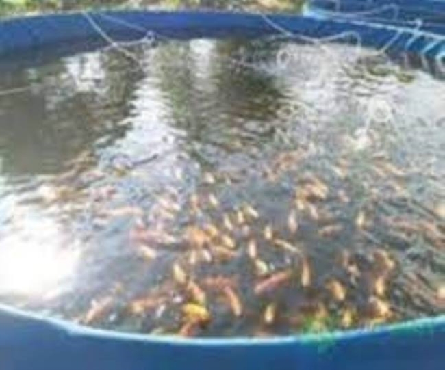 बंद कोयला खदानों में होगा मछली पालन, डीएमएफटी करेगी सहयोग - Fish ...