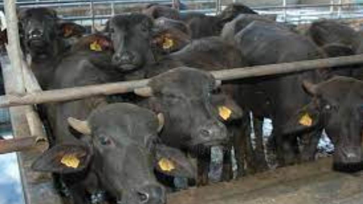 पशुओं पर मौसम और जलवायु परिवर्तन का प्रभाव दर्शाएगा विशेष एप इस तरह से ...