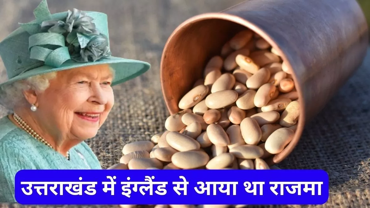 Harshil Rajma: उत्तराखंड के 'हर्षिल की राजमा' की महक सबसे अलग, इंग्लैंड ...