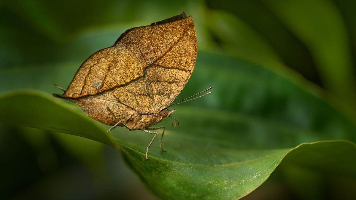 Bhoramdeo Sanctuary: तितलियों के स्वर्ग भोरमदेव अभयारण्य संग जलाशयों के ...