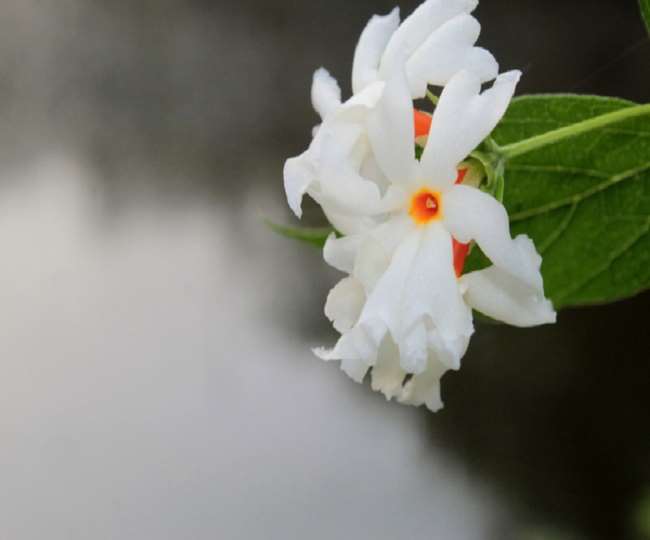 Parijaat Plant Benefits: जानें, पारिजात पौधे के औषधीय गुण और धार्मिक ...