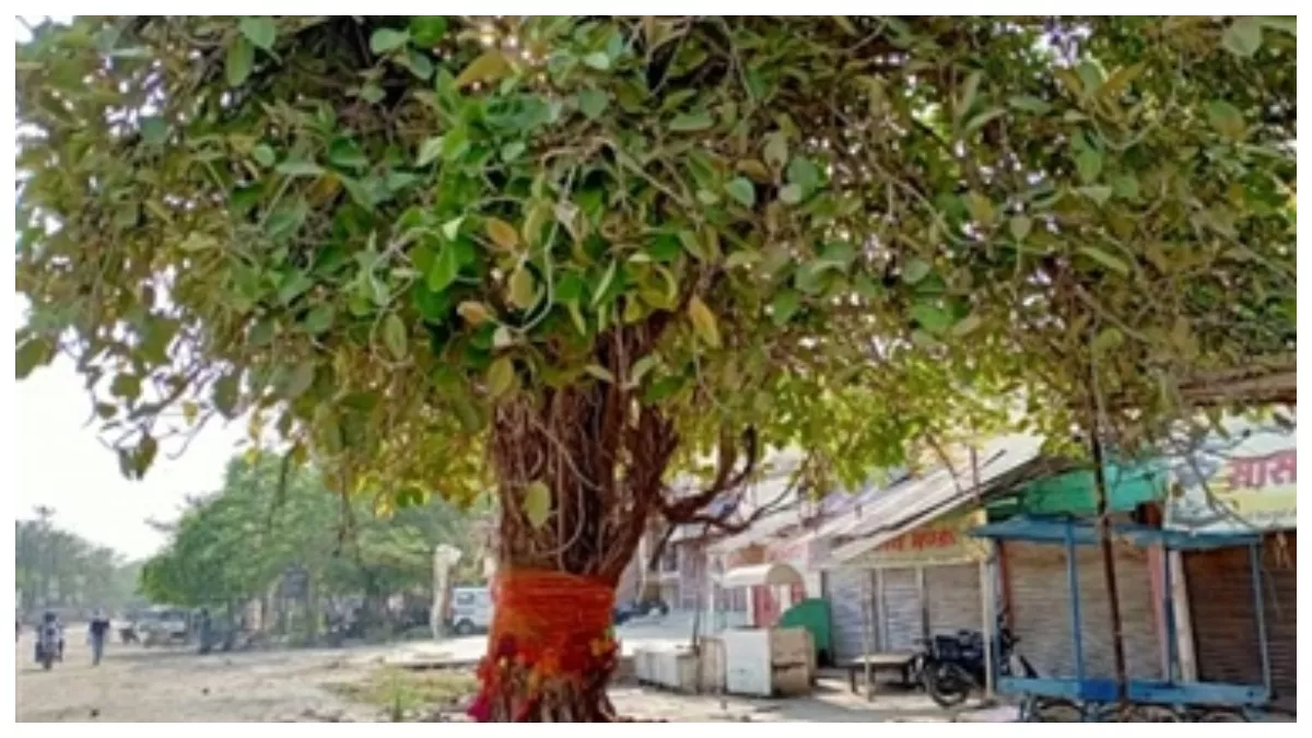 Bargad Tree Worship: बरगद के पेड़ में क्यों बांधा जाता है कलावा, जानिए ...